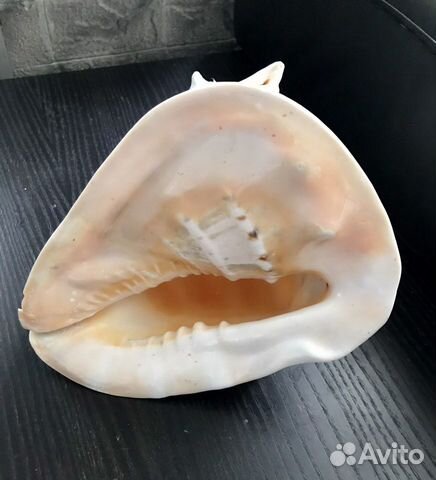 Ракушка морская большая