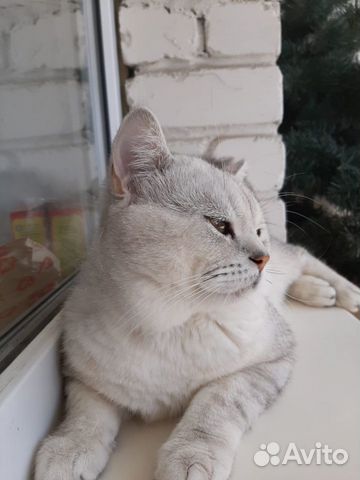 Вислоухие котята