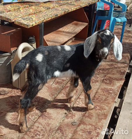 Козлик нубийская