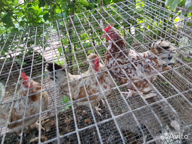 Декоративные куры