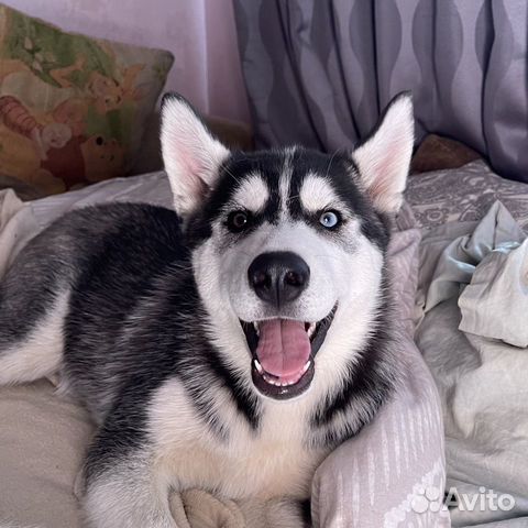 Щенок хаски Джульетта