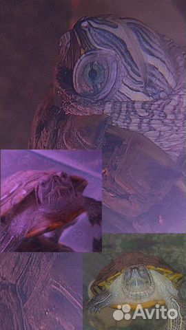 Красноухая черепаха с аквариумом