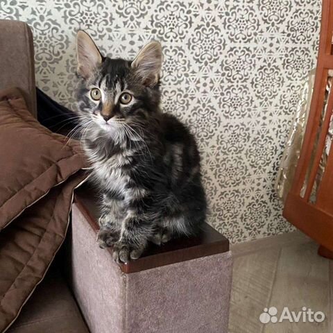 Курильский бобтейл котик