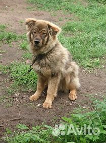 Отдам в добрые руки