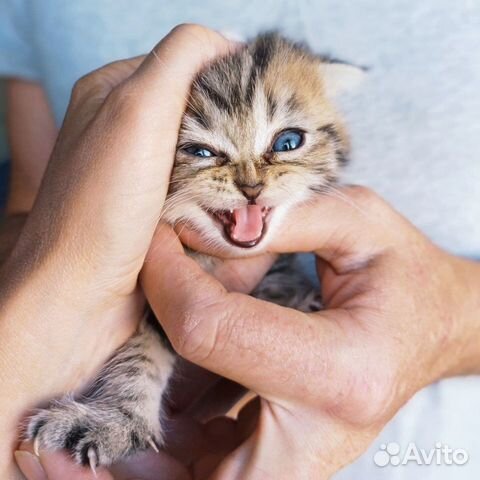 Породистый шотландский котенок
