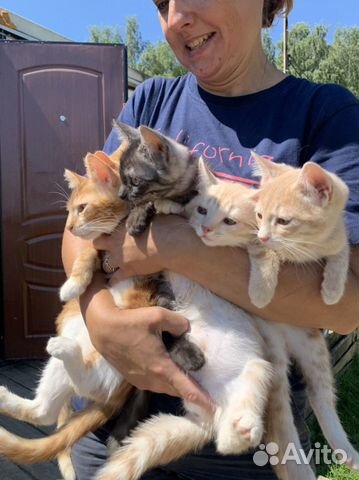 Чудесные котята ищут дом, в дар