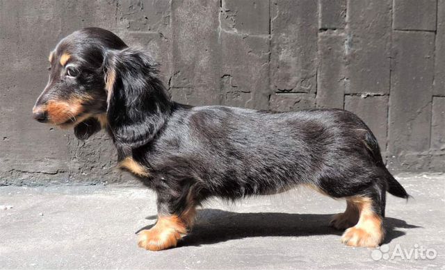 Девочка мини