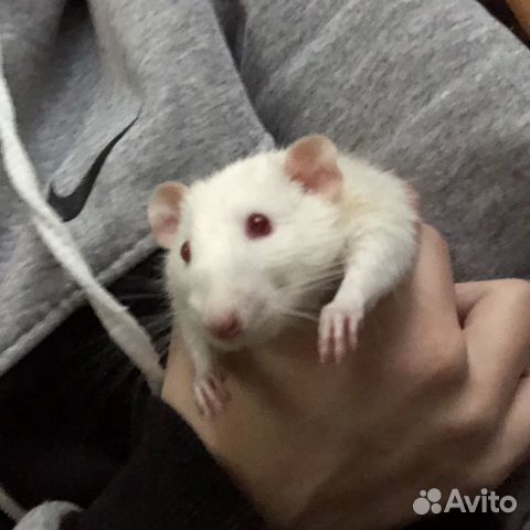 Домашние животные крыса