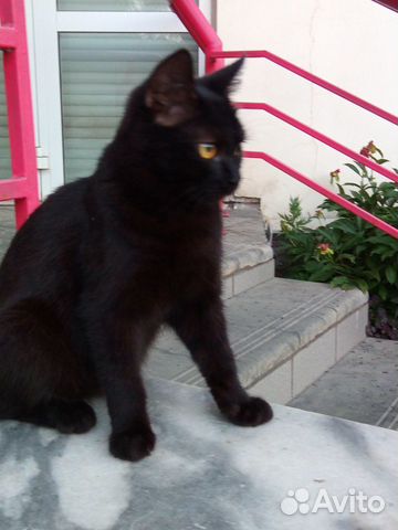 Котенок