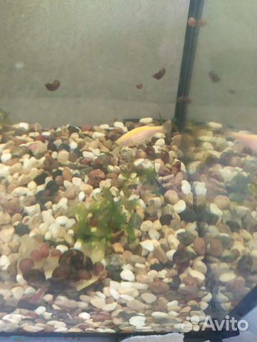 Улитки катушки. Бесплатно