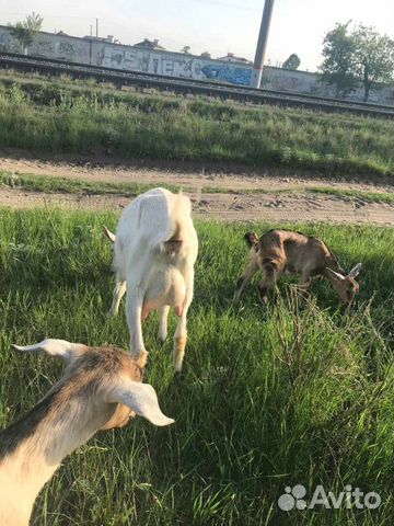 Коза дойная