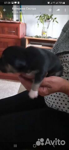 Щенки в добрые руки, бесплатно