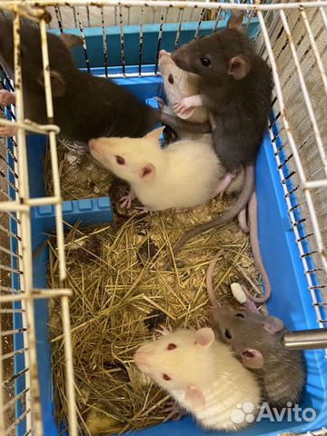 Крысята бесплатно