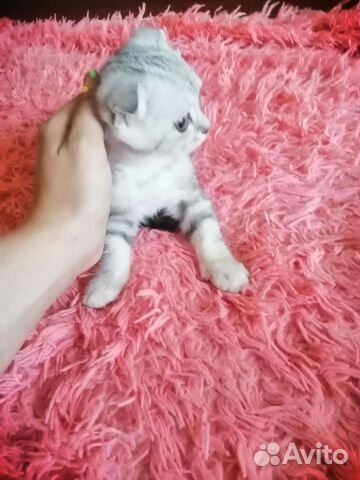 Вислоухая кошка британка