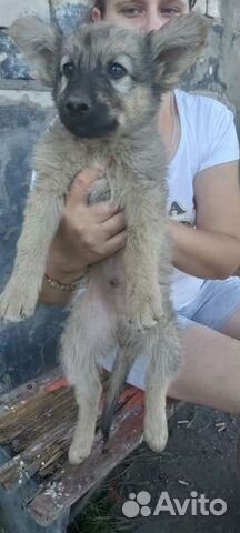 Щенок мальчик