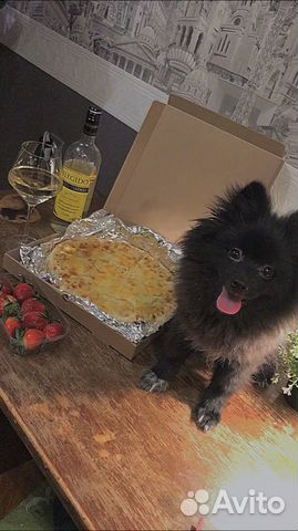 Цвергшпиц вязка (не продается)