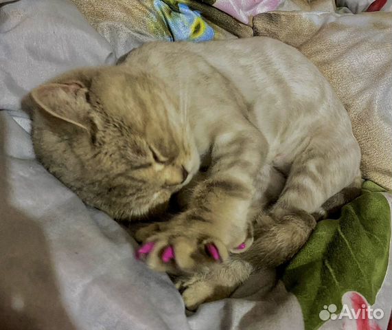 Британская Кошка на вязку