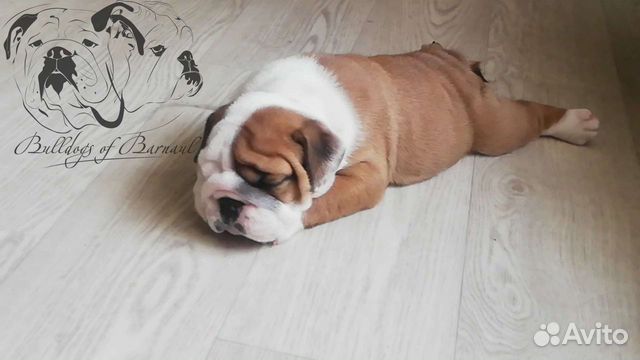 Английский бульдог щенки