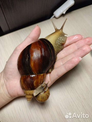 Улитки ахатины омск
