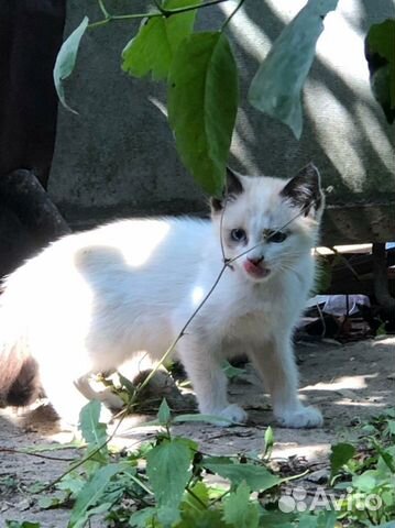 Cиамские котята