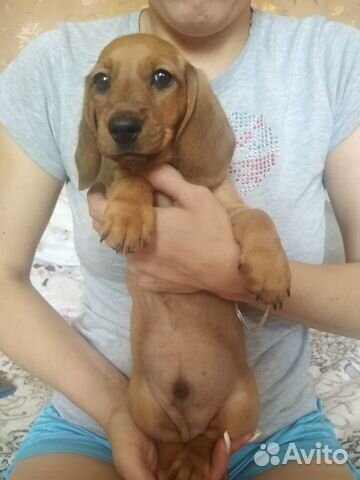 Такса мини г/ш