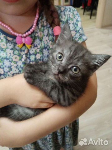 Шотландская кошечка скотиш страйт