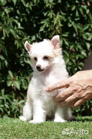 Девочки Пуховочки Китайской Хохлатой