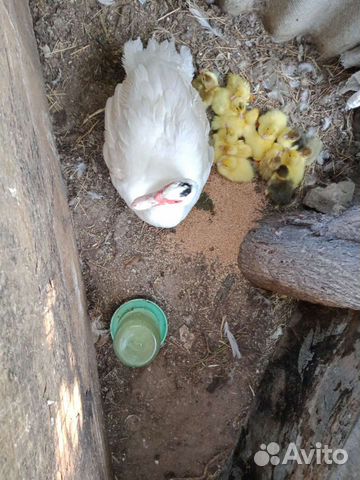 Индоутята с индоуткой