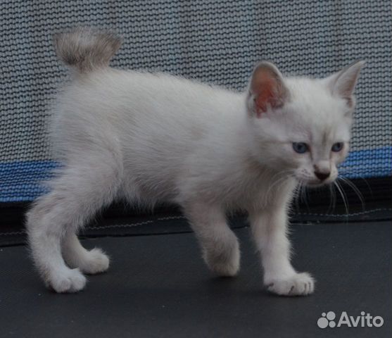Котенок курильского бобтейла