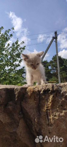 Котенок - альбинос