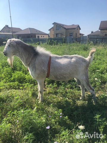 Козел ламанча