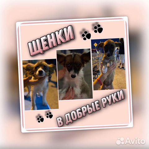 Щенки в добые руки