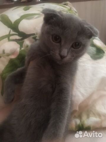 Кошка вислоухая
