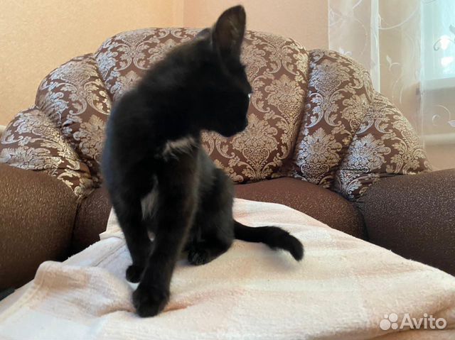 Киса Лариса в добрые руки