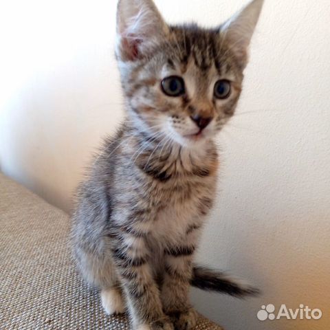 Кошка, 2,5мес