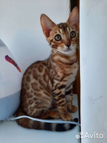 Бенгальская