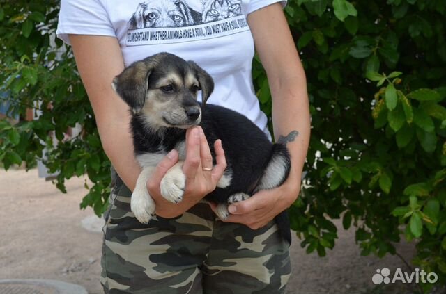 Щенок девочка в добрые руки