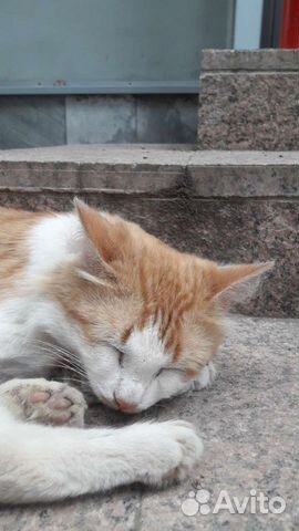 Кошки бесплатно