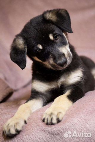 Щенок в добрые руки