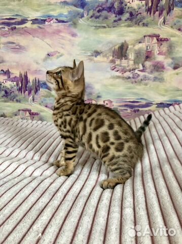 Кошечка бенгалка