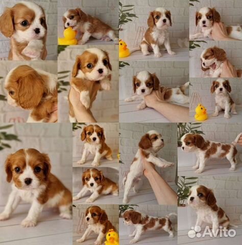 Кавалер Кинг Чарльз Спаниель Бленхейм