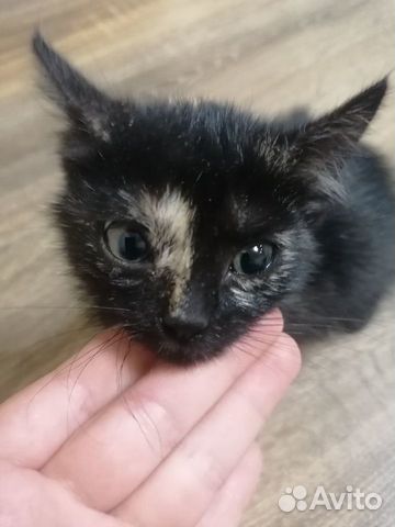 Черный котенок активный ловкий милый любит новых д
