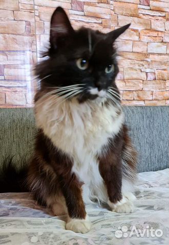 Кошка в добрые руки