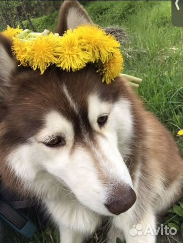 Щенки помесь сибирской хаски