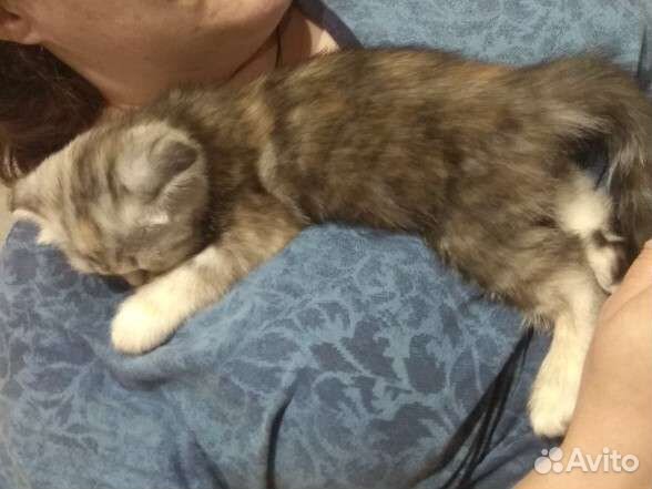 Вислоухий кошечка шотландка