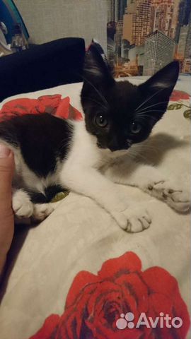 Котенок мальчик 2мес