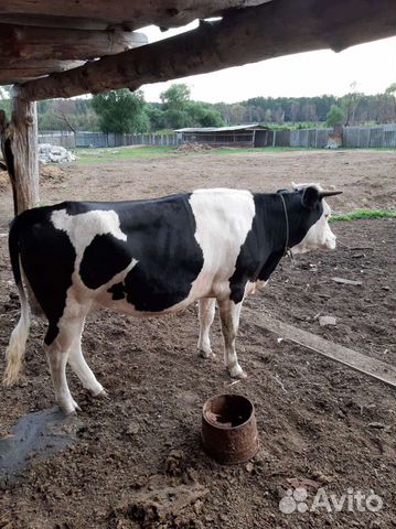 Телки стельные