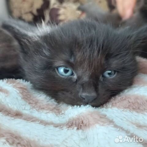 Котенок помесь с бобтейлом