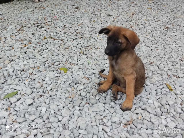 Хорошие щеночки мальчишечки в добры руки