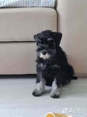 Цвергшнауцер щенок